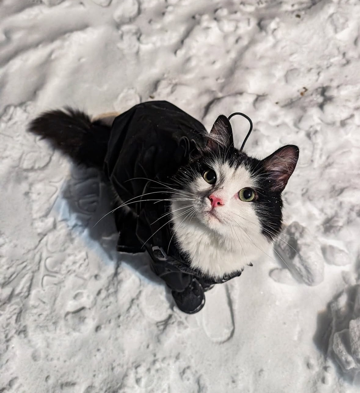 Raw Fed Kitties